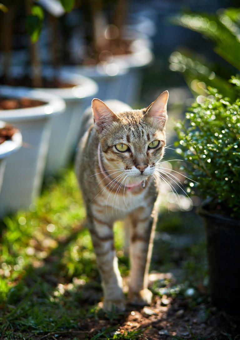 How to stop cats fouling in your garden: 10 simple tips