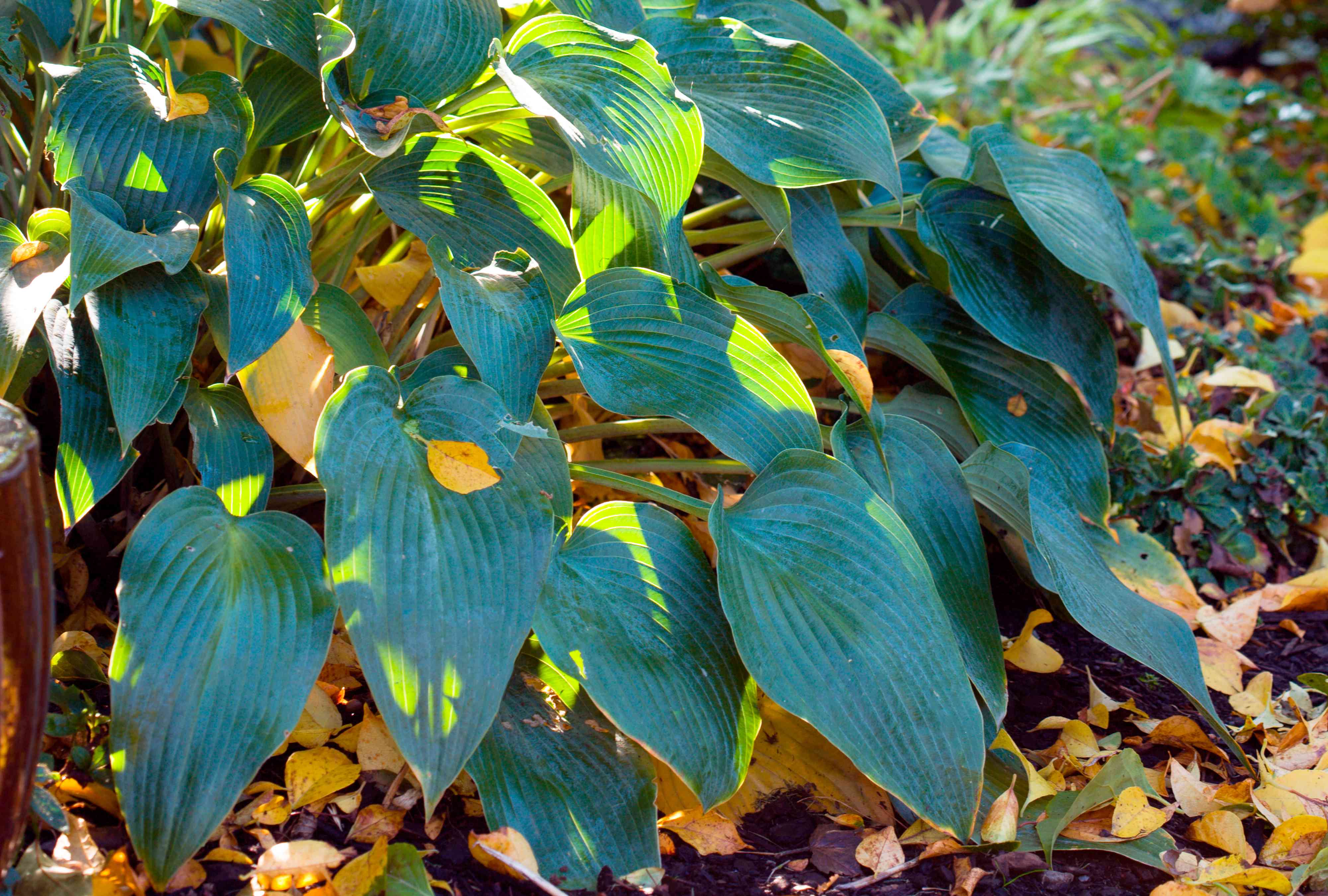 How and When to Cut Back Hostas in the Fall