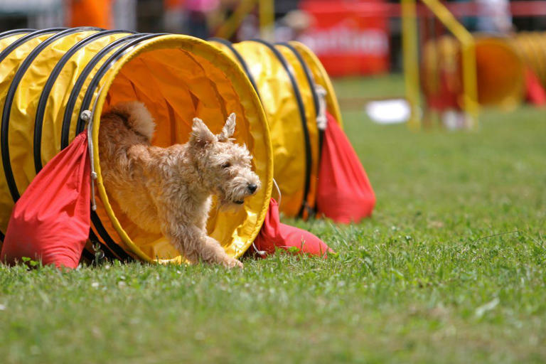 Fit Dogs 2025: Here are the 10 fittest breeds of adorable dog that need ...