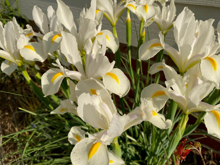 Guía completa para cultivar la flor de iris: cuidados, variedades y ...