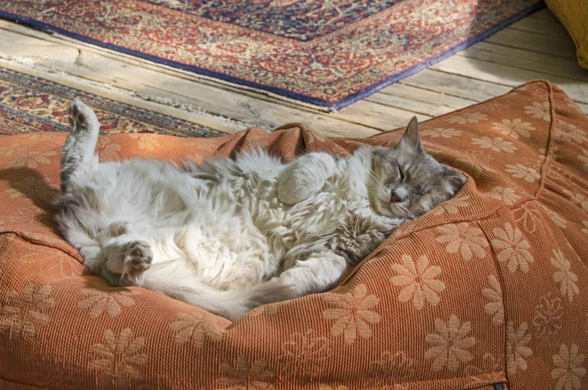 What it really means when your cat lies on their back — and why it matters