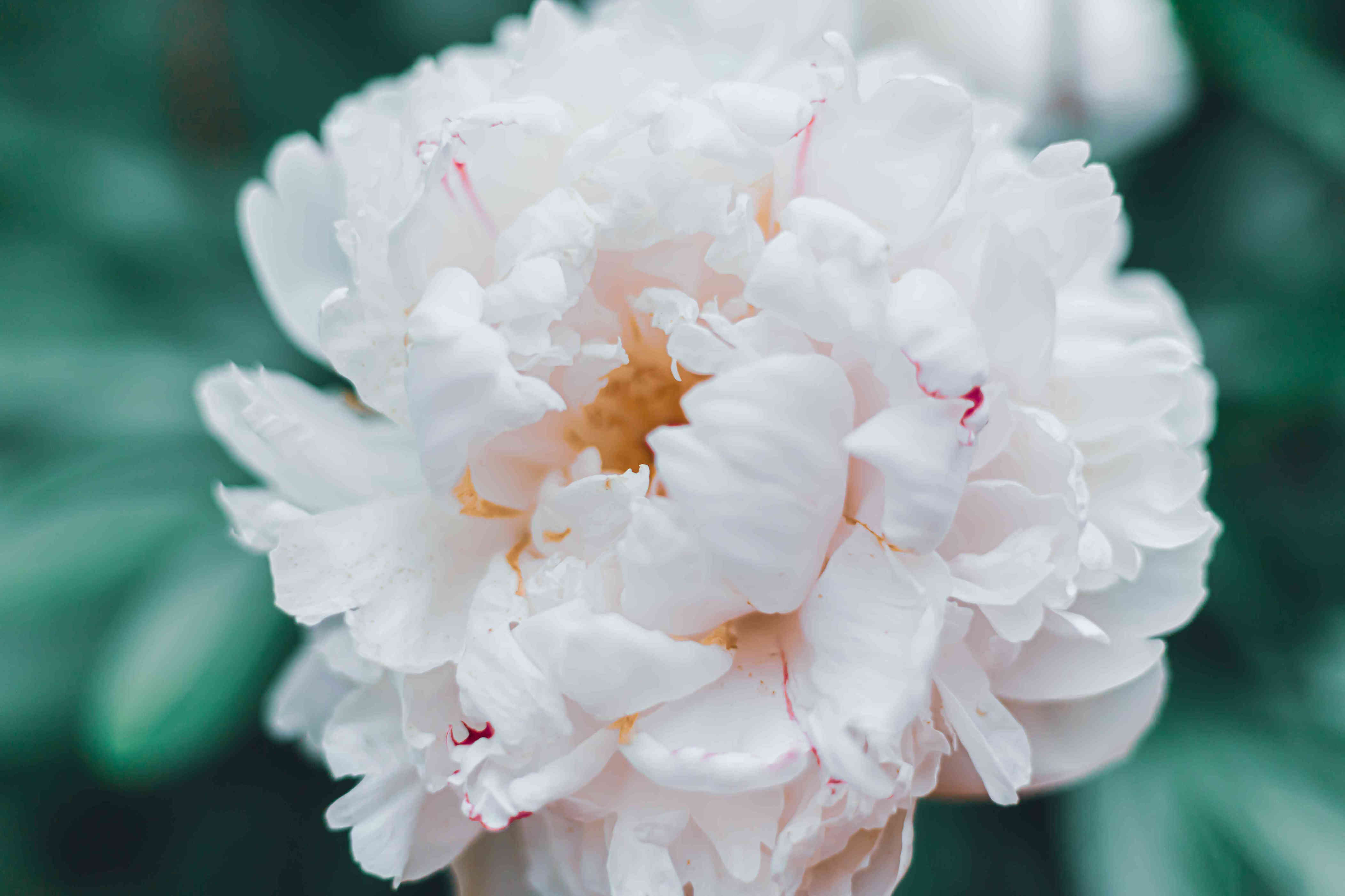 How to Grow and Care for Peonies