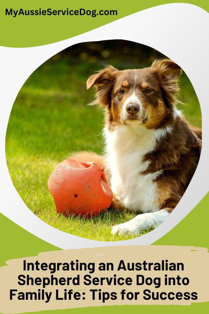 Integrating an Australian Shepherd Service Dog into Family Life: Tips ...