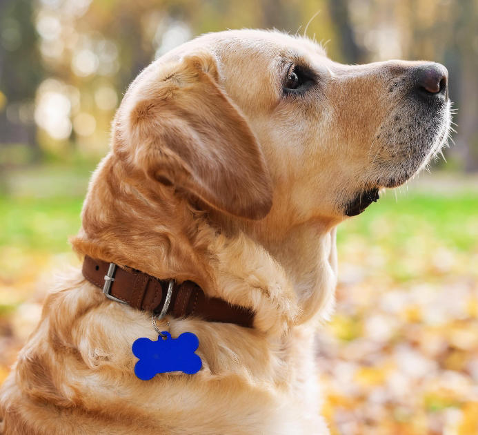 Best dog ID tags to keep your pup safe and secure
