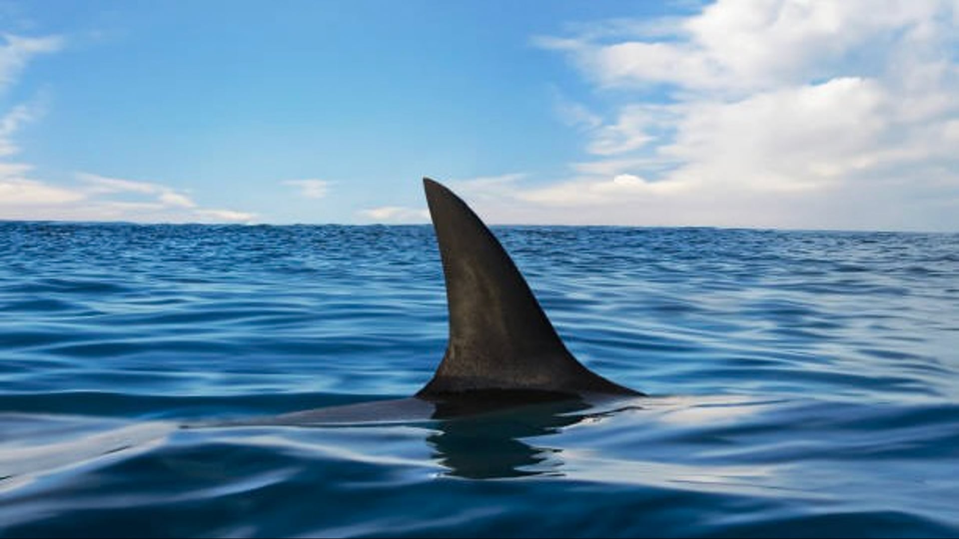 The Top 5 Deadliest Sharks In The World's Oceans