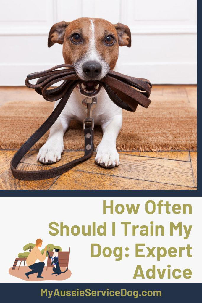 How Often Should I Train My Dog: Expert Advice
