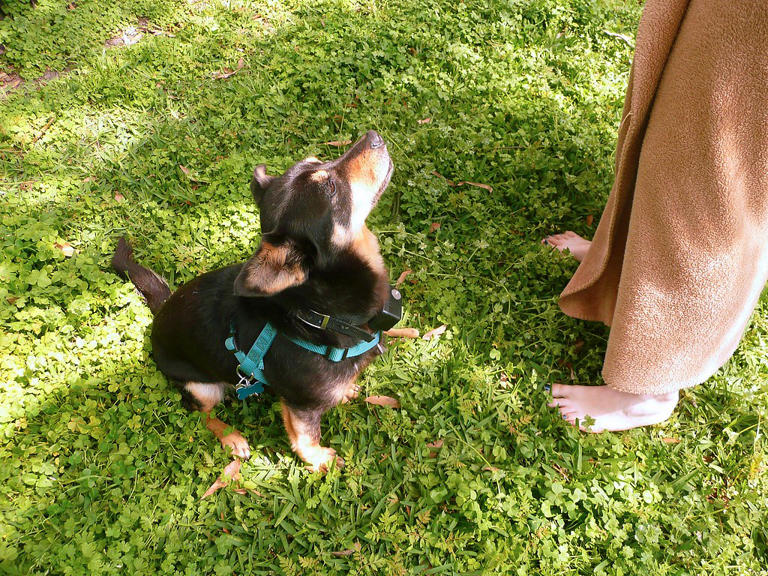 How Often Should I Train My Dog: Expert Advice