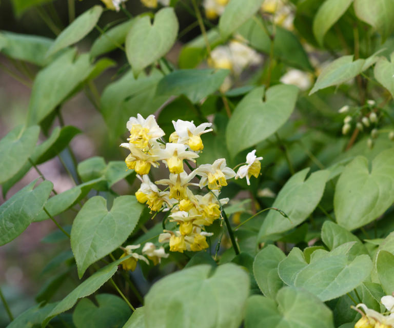 How to grow epimedium – for a pretty and low-maintenance flowering ...