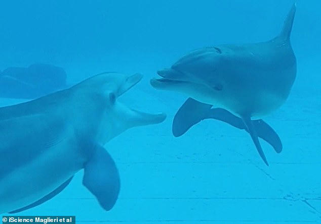 Flipping adorable! Bottlenose dolphins 'smile' as they play Flipping adorable! Bottlenose dolphins 'smile' as they play
