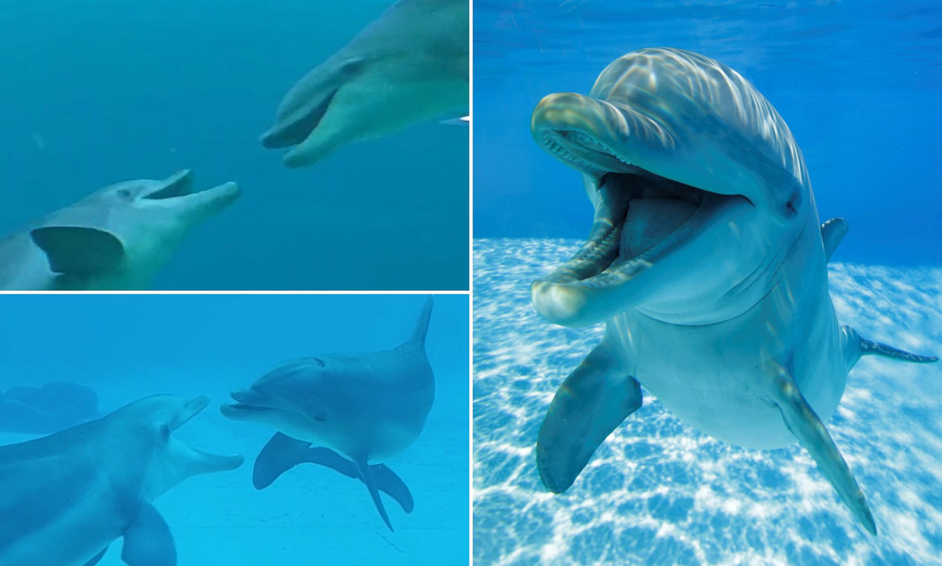 Flipping adorable! Bottlenose dolphins 'smile' as they play Flipping adorable! Bottlenose dolphins 'smile' as they play