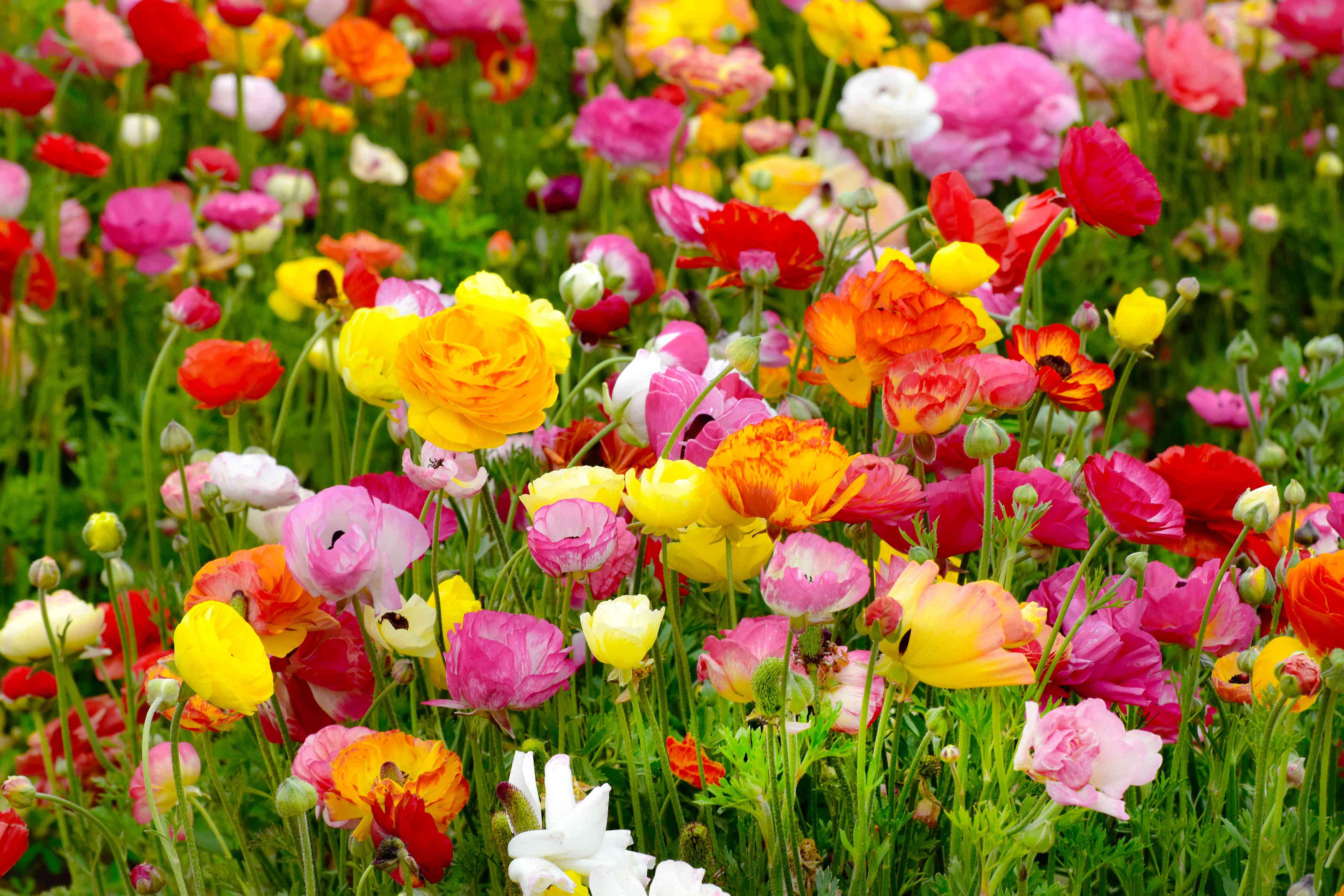 How to Plant and Grow Ranunculus for Gorgeous Flowers