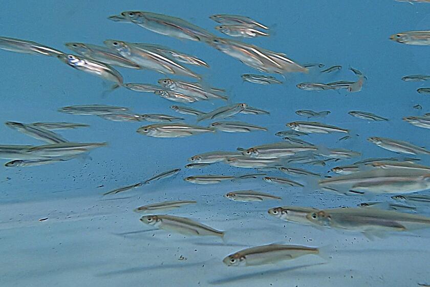 Column: With attacks on the lowly delta smelt, Trump and the GOP launch ...