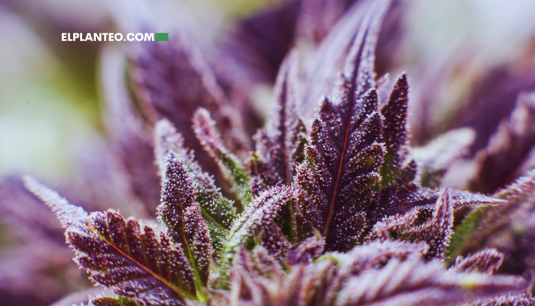 Marihuana morada: ¿qué es y qué efectos tiene?