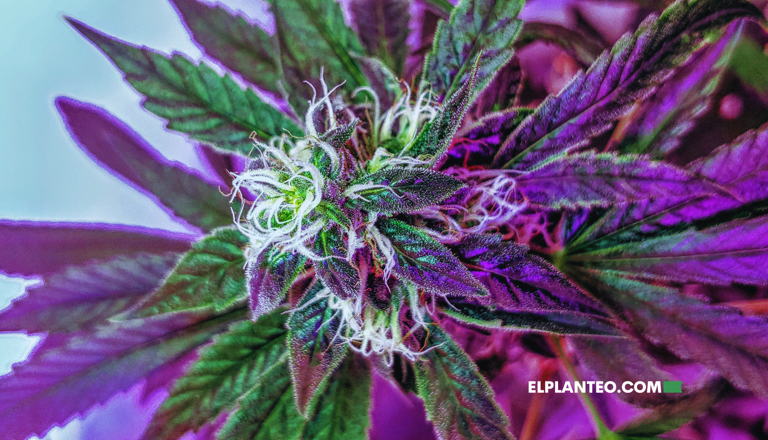 Marihuana morada: ¿qué es y qué efectos tiene?