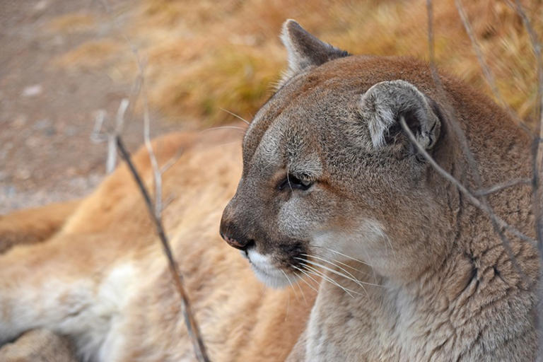Mountain lion kills dog in Boulder: police