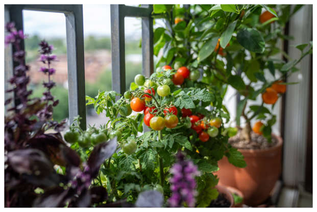 Balcony garden ideas to create your own little oasis Balcony garden ideas to create your own little oasis