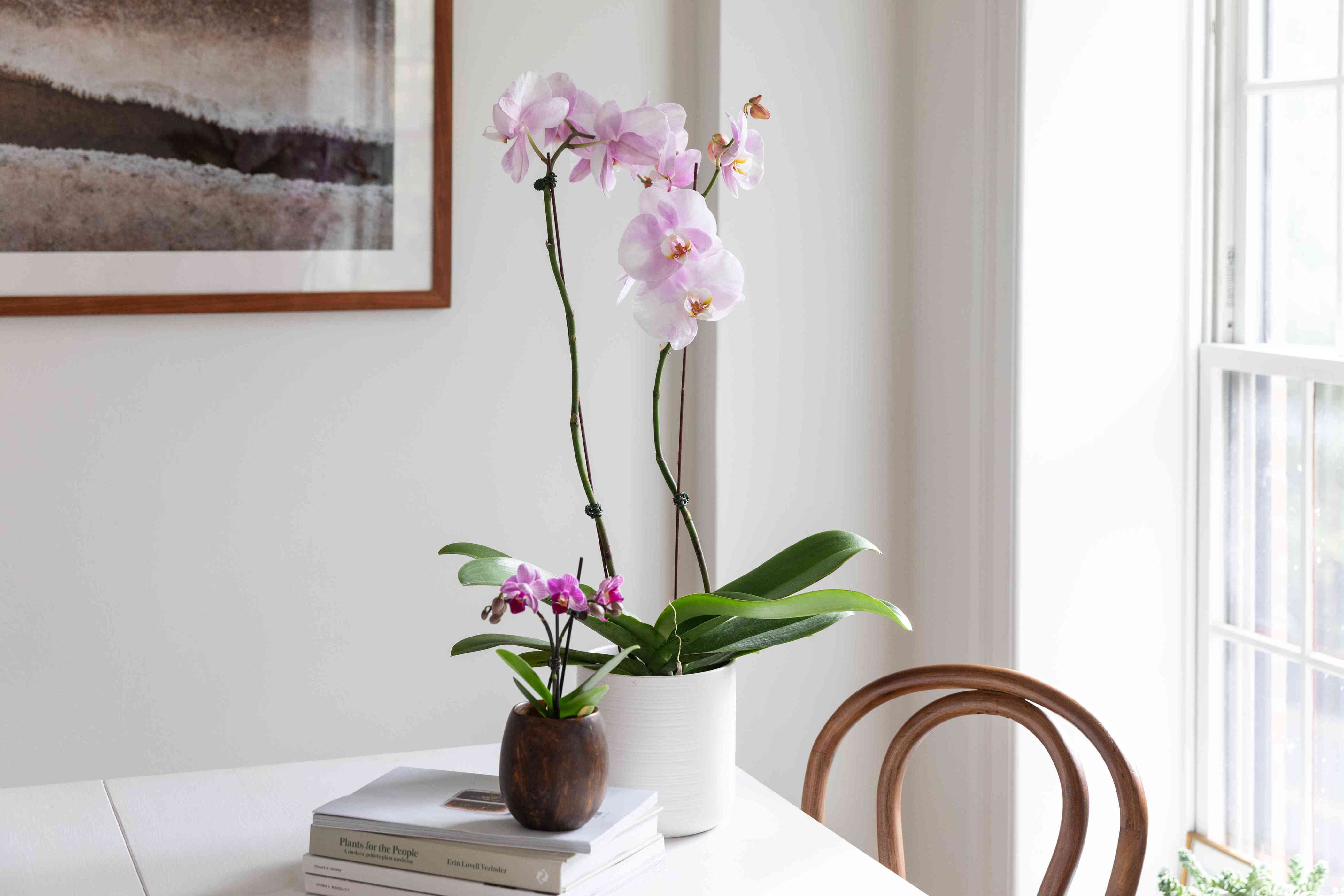 How to Grow and Care for Phalaenopsis Orchids Indoors