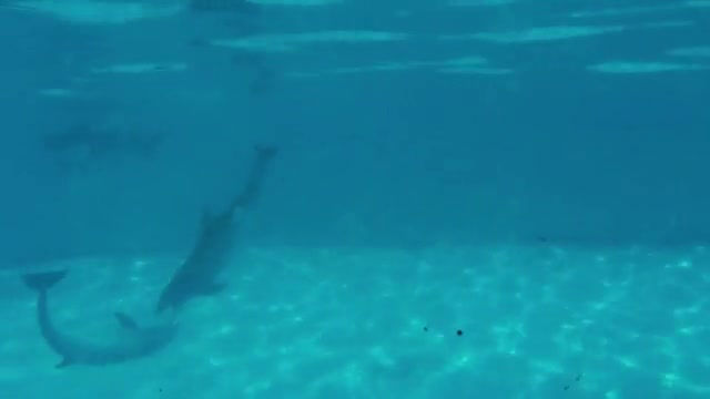 Watch: Bottlenose dolphins ‘smile’ at each other while playing Watch: Bottlenose dolphins ‘smile’ at each other while playing