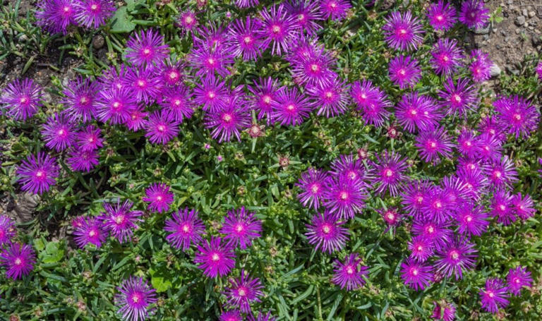 35 Easy-Care Ground Cover Plants for Every Garden