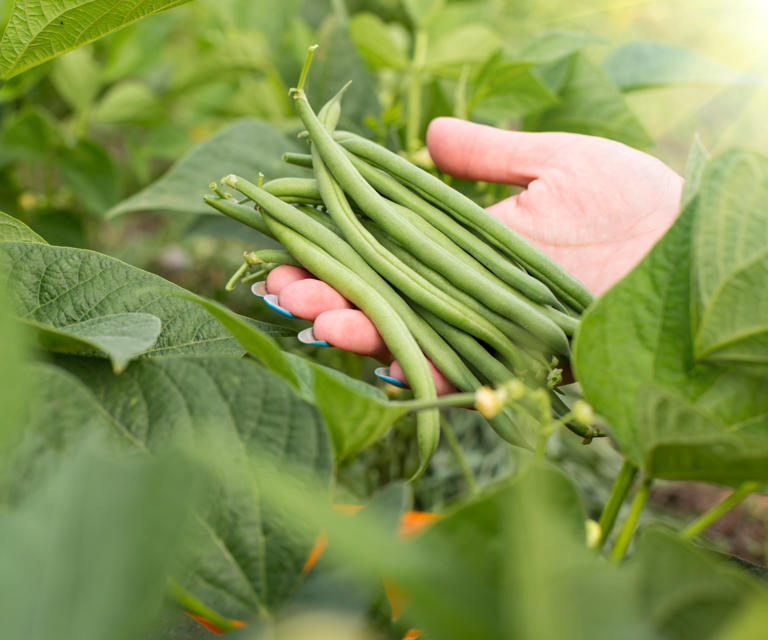 When to harvest bush beans – and how to pick them at their peak for ...