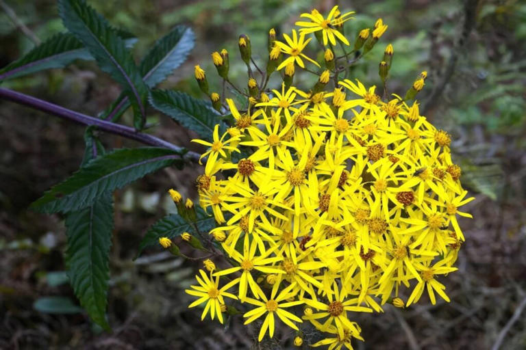 35 Easy-Care Ground Cover Plants for Every Garden