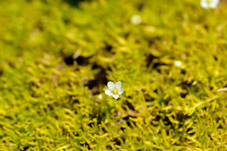 35 Easy-Care Ground Cover Plants for Every Garden