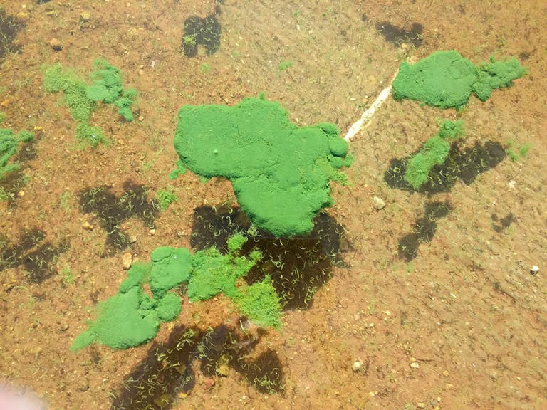 Harmful algae blooms pop up in Utah Lake, Zion National Park – what to know