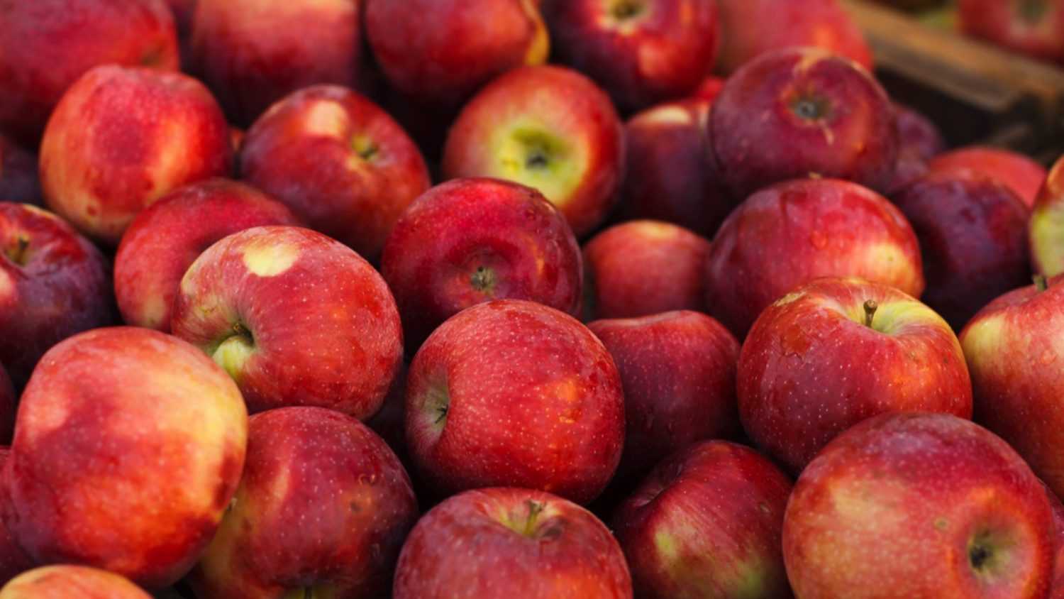 10 Best Apple Varieties