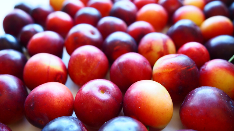 Cherry Plums: What You Should Know About This Versatile Fruit