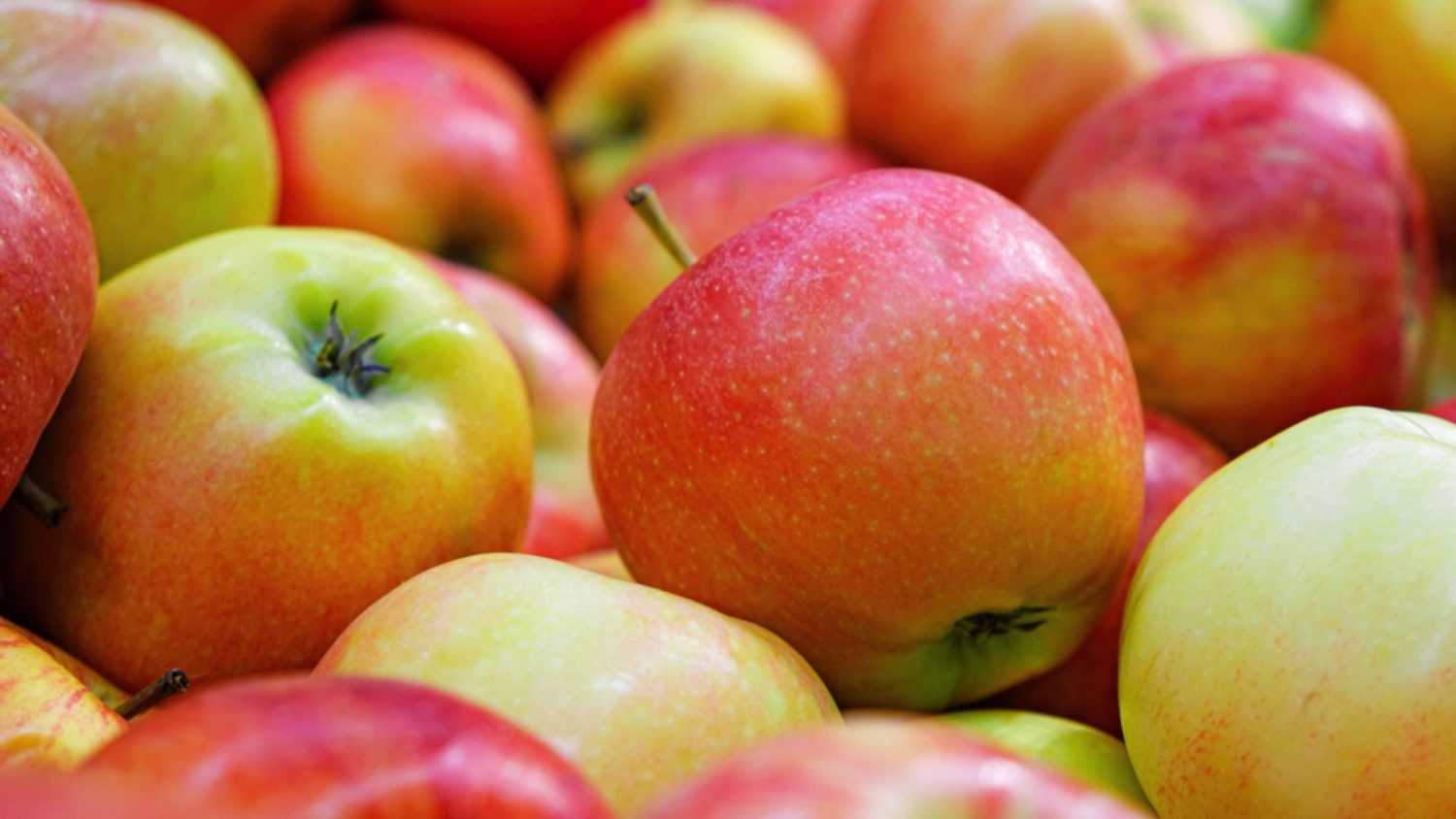 10 Best Apple Varieties