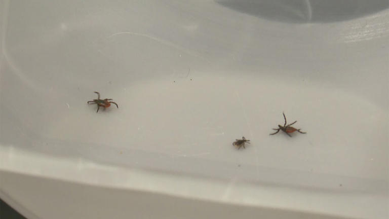 Clinton County Health Dept. offers tips to avoid ticks