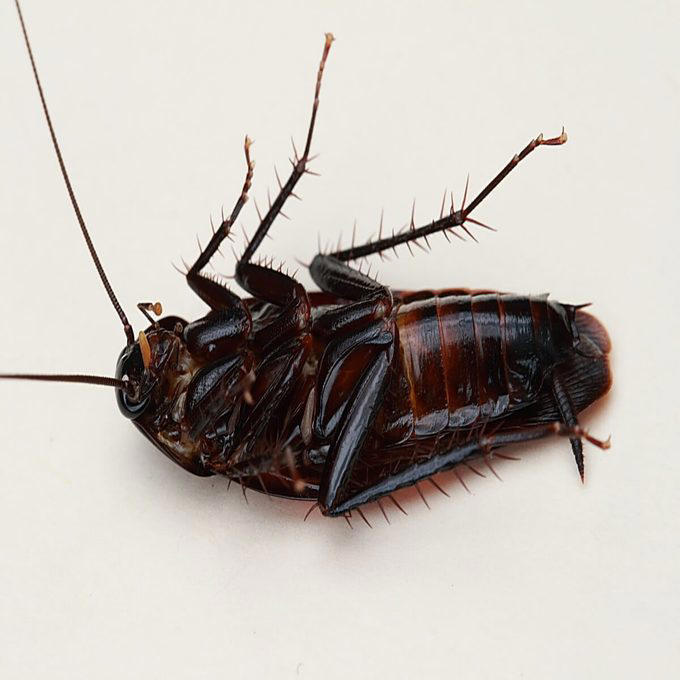 How to Identify Different Types of Cockroaches