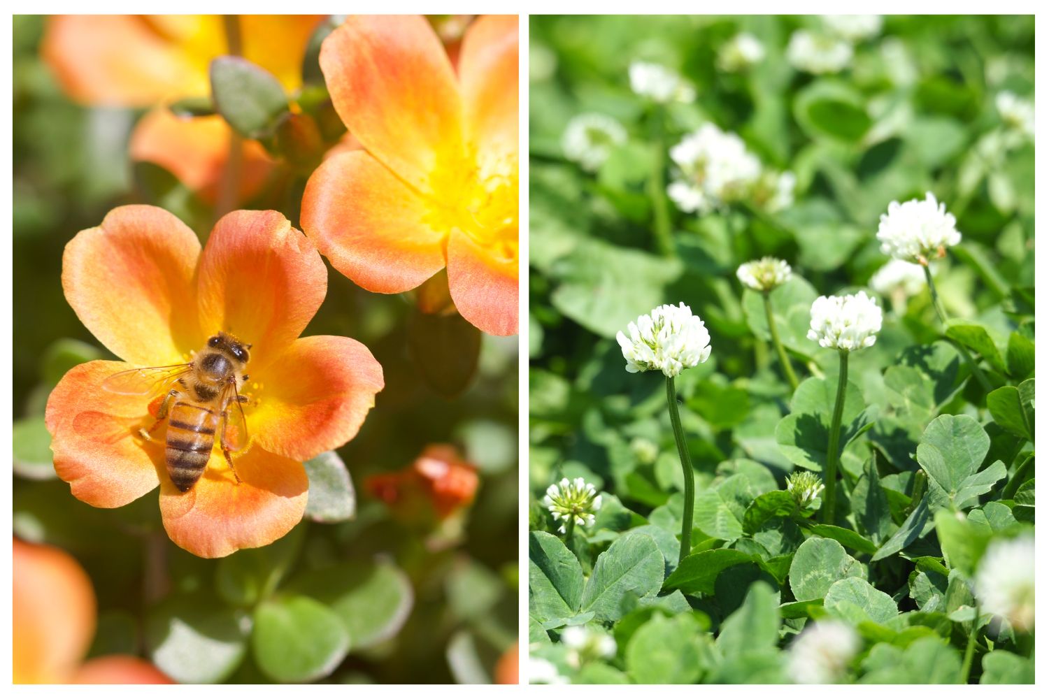 10 Bee-Friendly Ground Covers for Your Garden