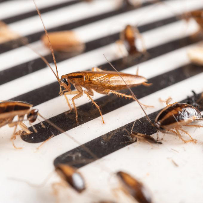 How to Identify Different Types of Cockroaches