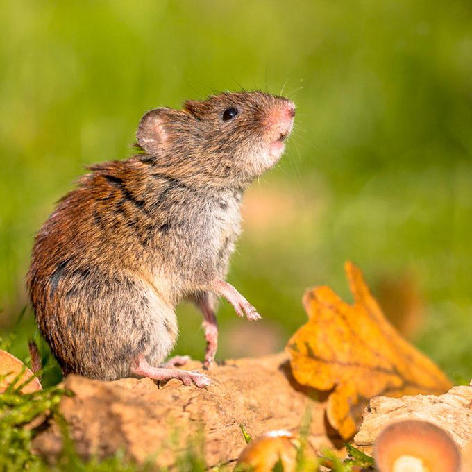How to Identify Different Types of Rodents in Your Home and Yard
