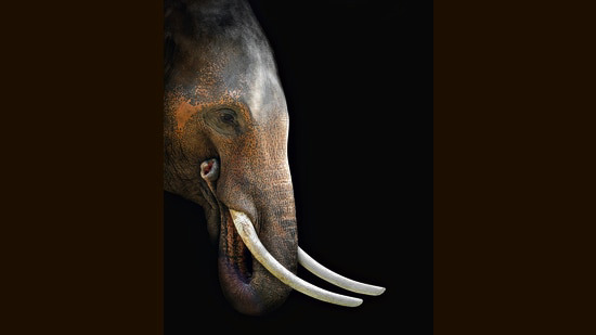 A giant shadow: Mridula Ramesh writes on elephants, climate and India A giant shadow: Mridula Ramesh writes on elephants, climate and India