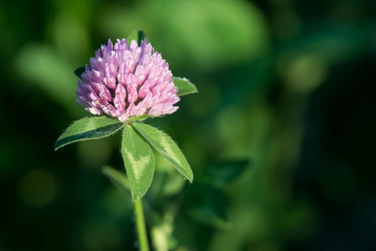 10 Bee-Friendly Ground Covers for Your Garden