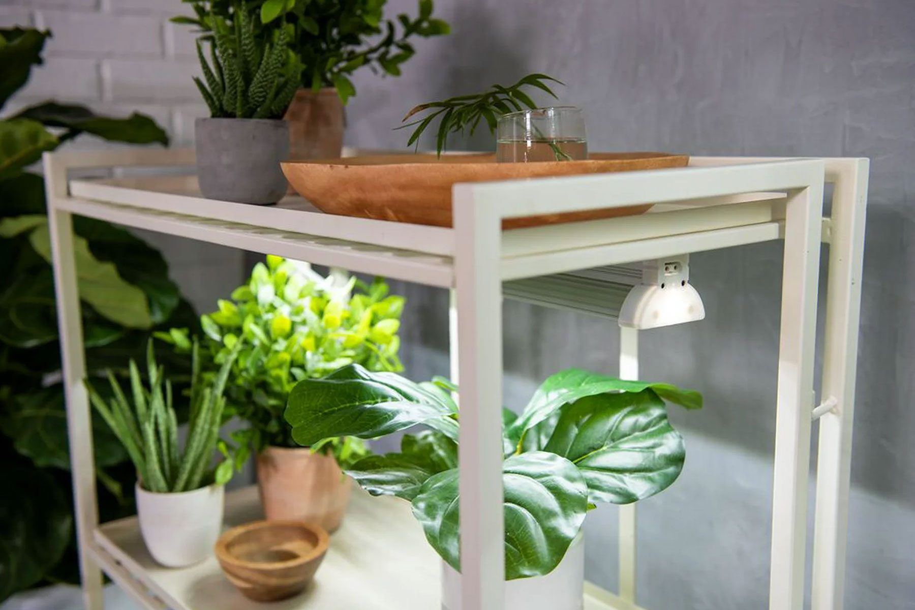 How To Grow Fruits and Vegetables Indoors Year-Round