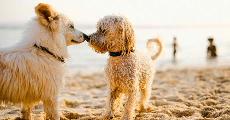 15 Ways Dogs Speak Without Words 15 Ways Dogs Speak Without Words