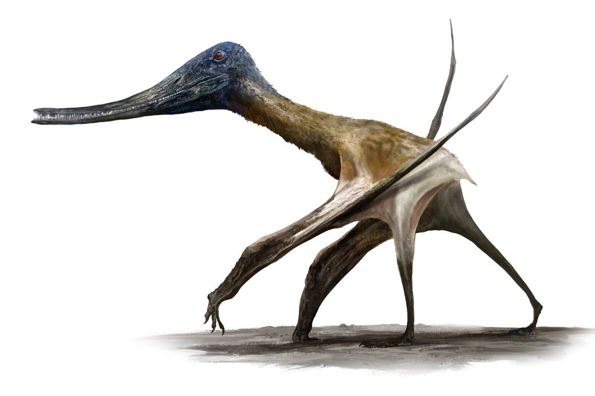 Scientists discover ‘surprising twist’ on how pterosaurs became flying ... Scientists discover ‘surprising twist’ on how pterosaurs became flying ...