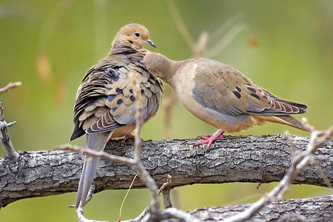 13 Fascinating Mourning Dove Facts