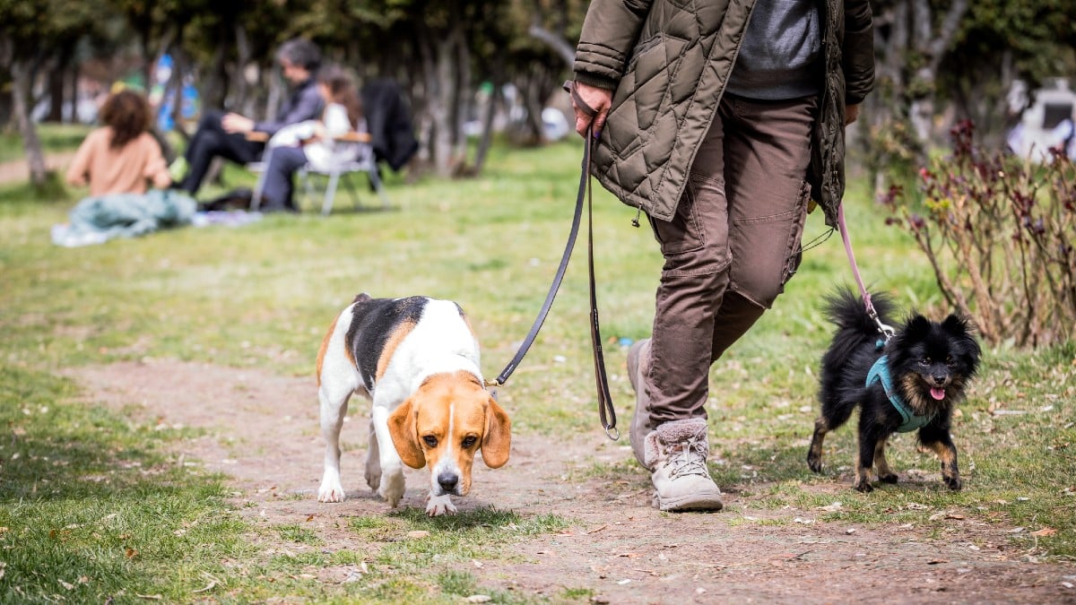 14 careers perfect for animal lovers