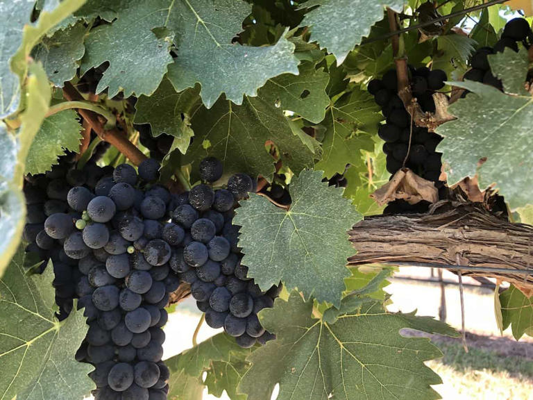 From Fredericksburg to Lubbock: Guide to Texas Wine Country