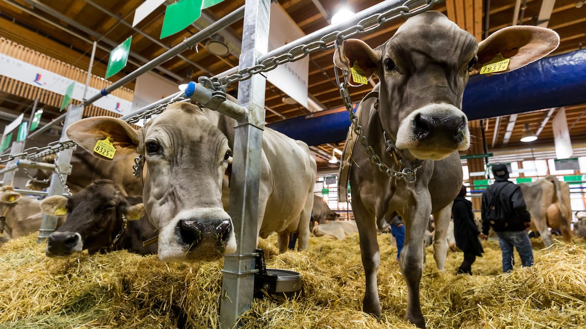 Landwirtschaftsmesse in St.Gallen‎: Was ihr über die Olma 2025 wissen müsst