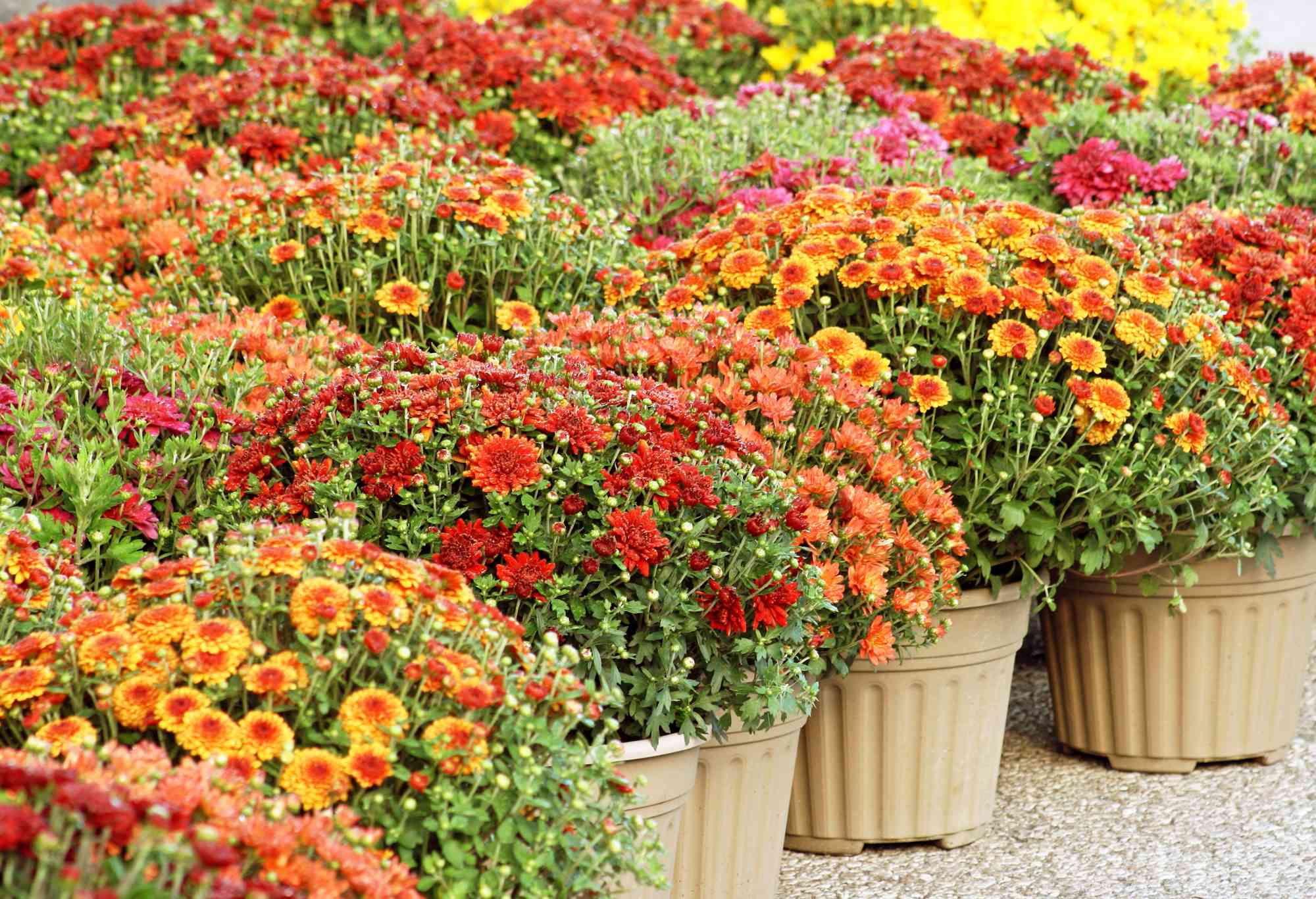 Can You Plant Mums In the Ground And Actually Get Them To Come Back?