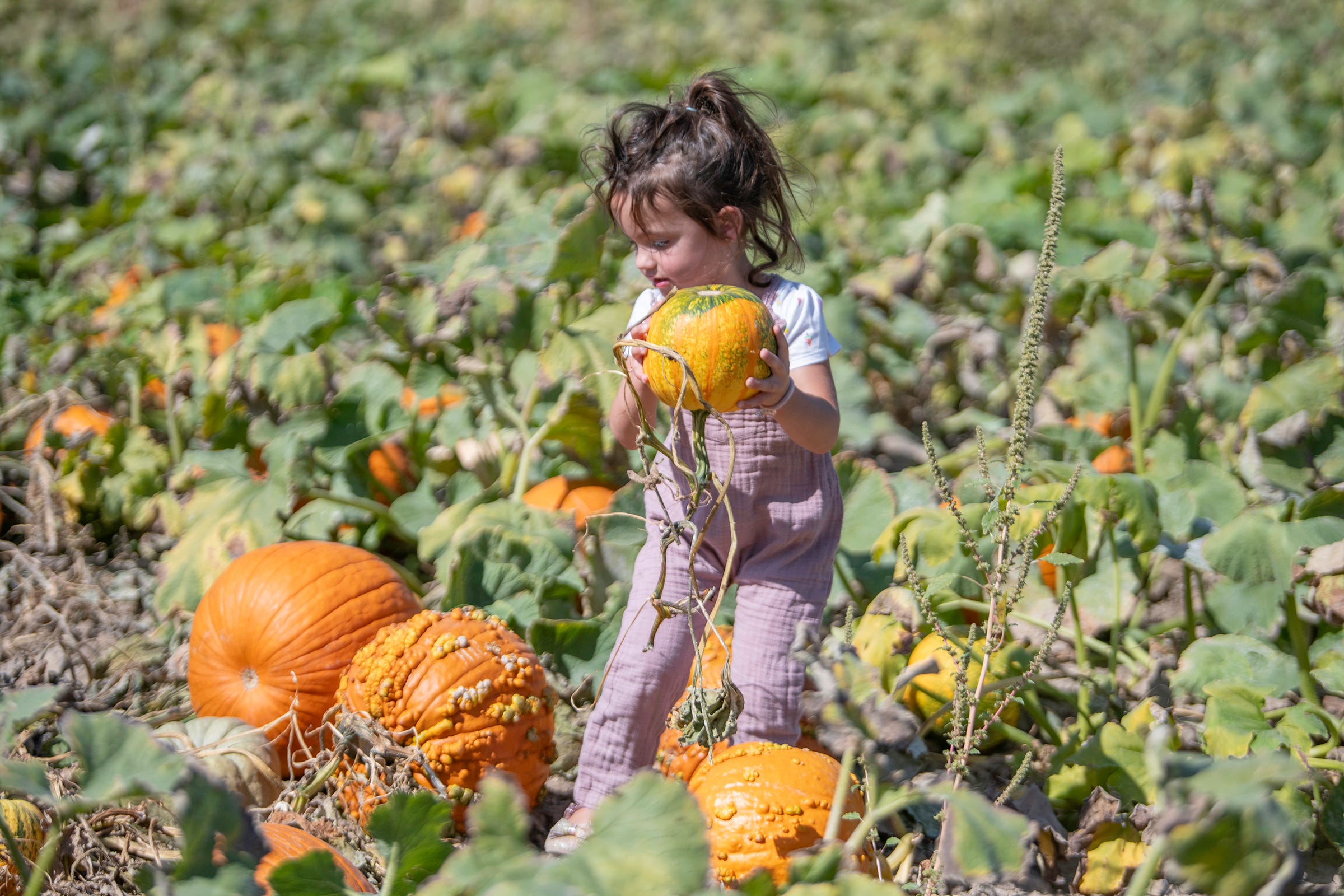 Hay rides, petting zoos and a plethora of pumpkins: 8 Pueblo pumpkin ...