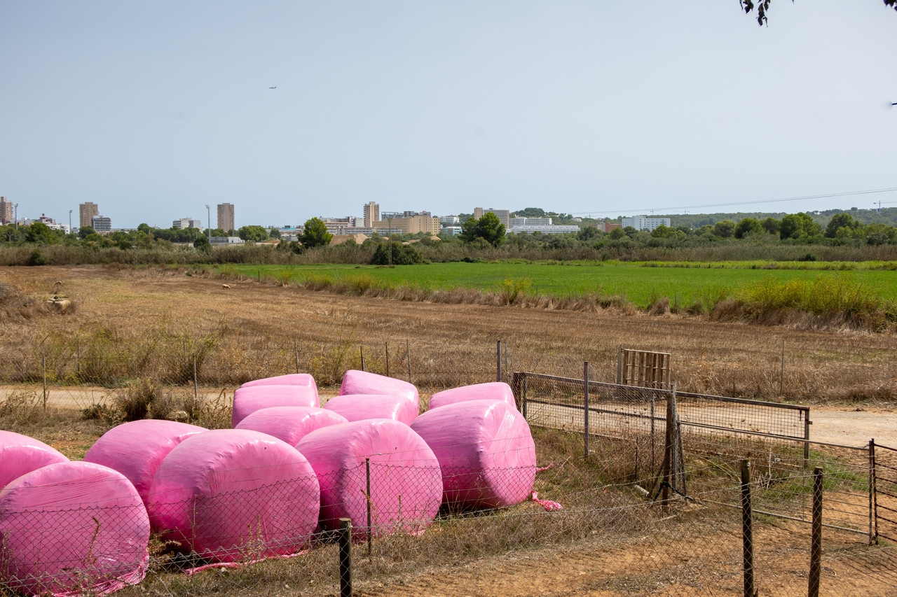 Ces bottes de paille roses qui s’installent dans les campagnes ne sont ...