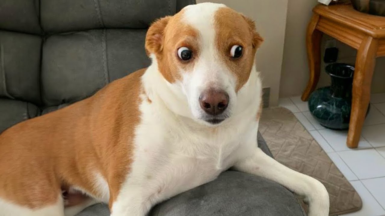 When your dog acts like a professional comedian every day