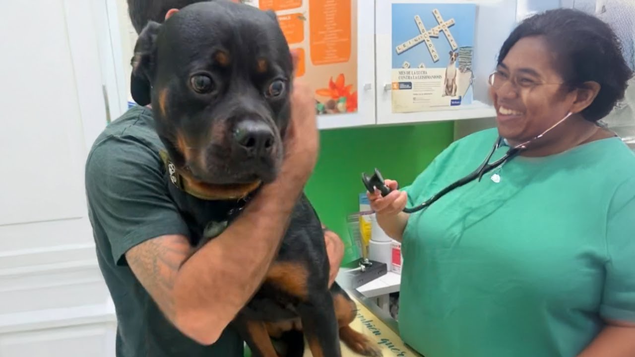 Brave dogs find comfort in the vet's care