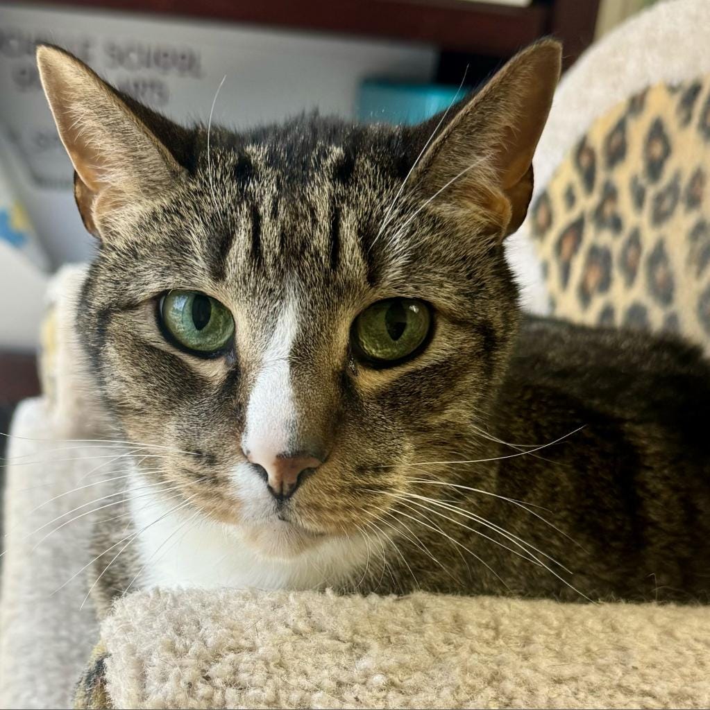California lawmakers try to ban cat declawing, again. But veterinarian ...